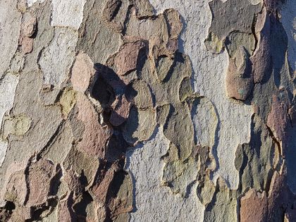 Chestnut trees or plane trees?, Evangelical Focus