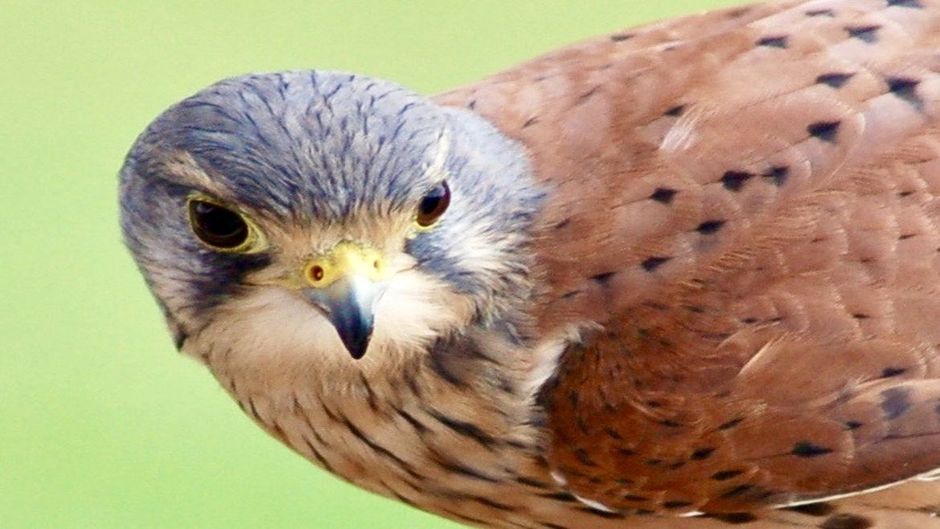 The falcon’s nasal orifices, Evangelical Focus